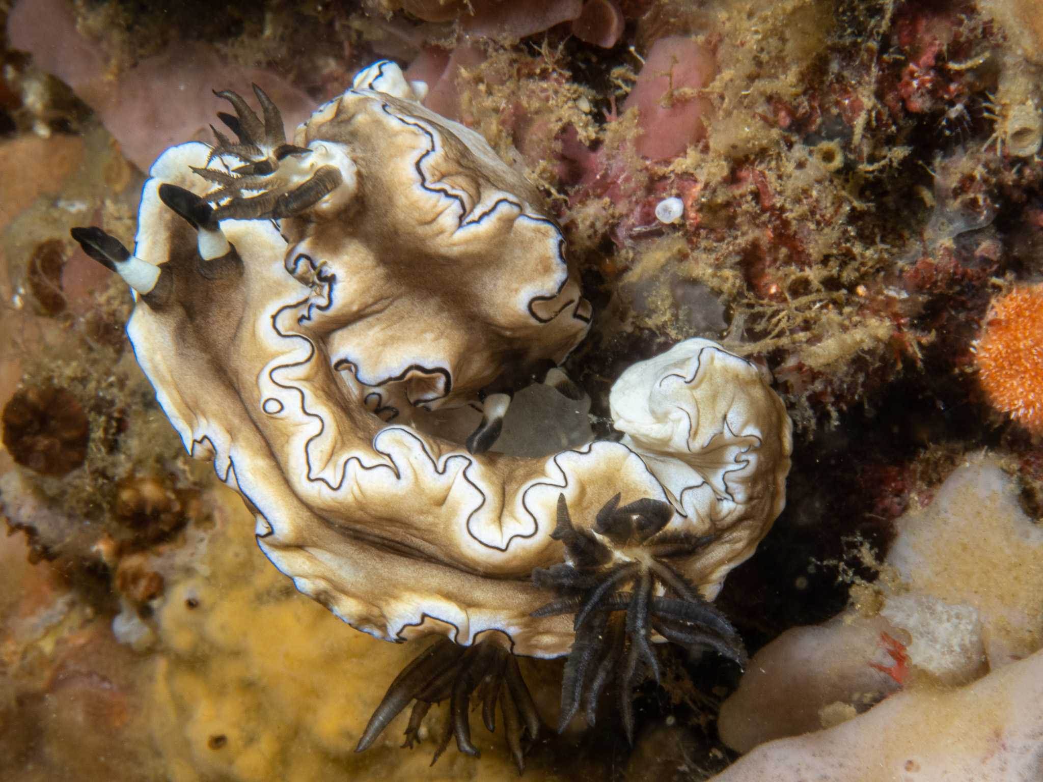 Nudies aka Nudibranchs | Scuba Diving Adventures