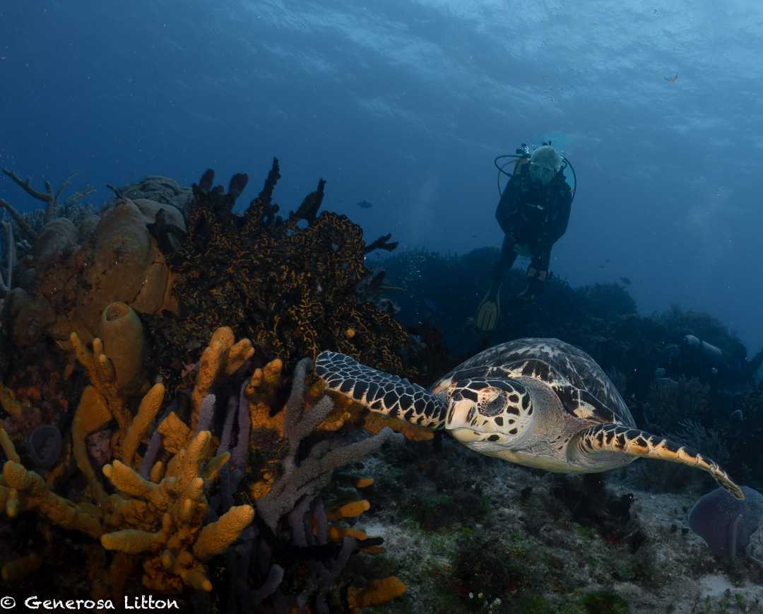 The Walls of Cozumel | Scuba Diving Adventures