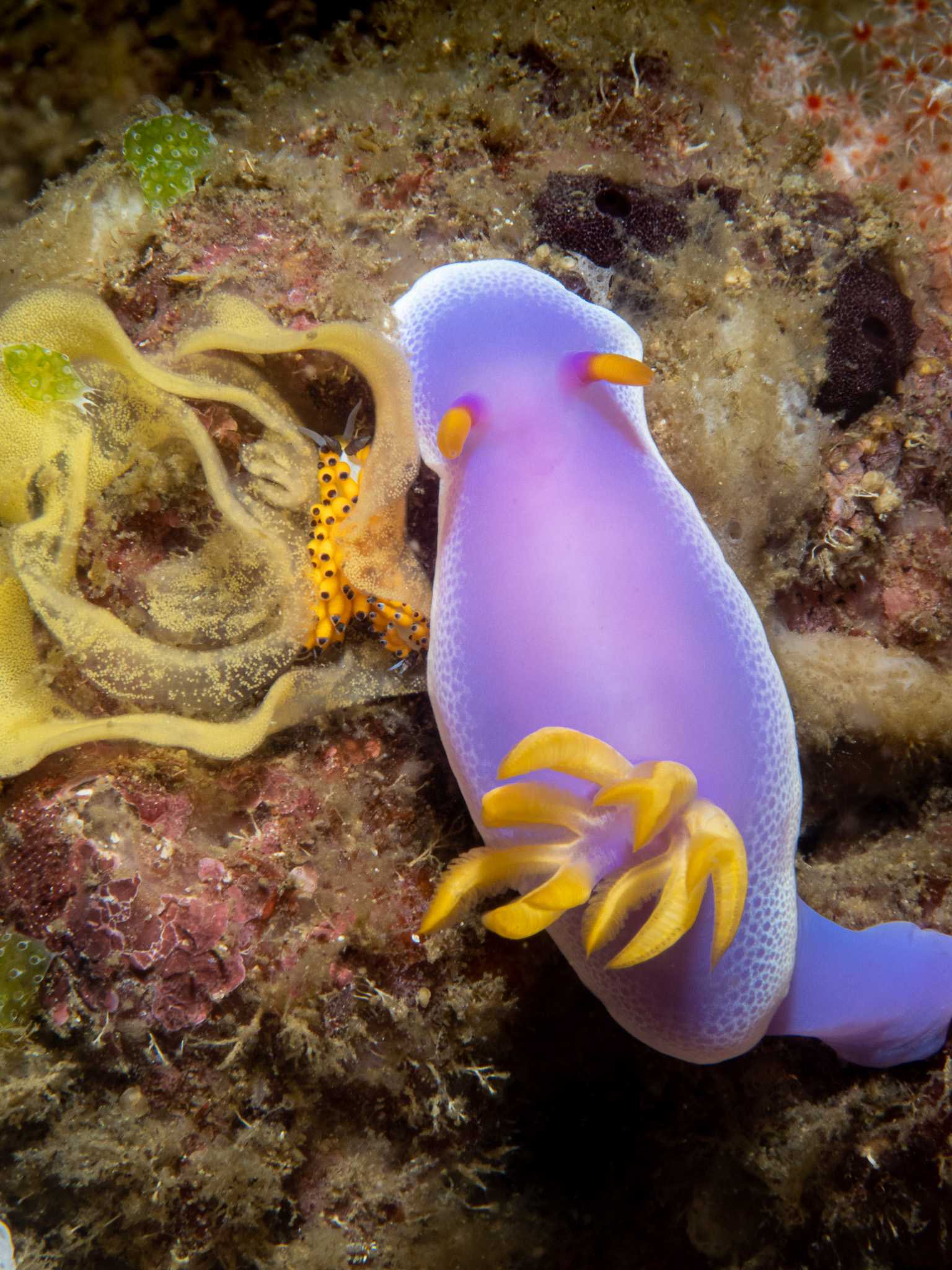 Nudies aka Nudibranchs | Scuba Diving Adventures